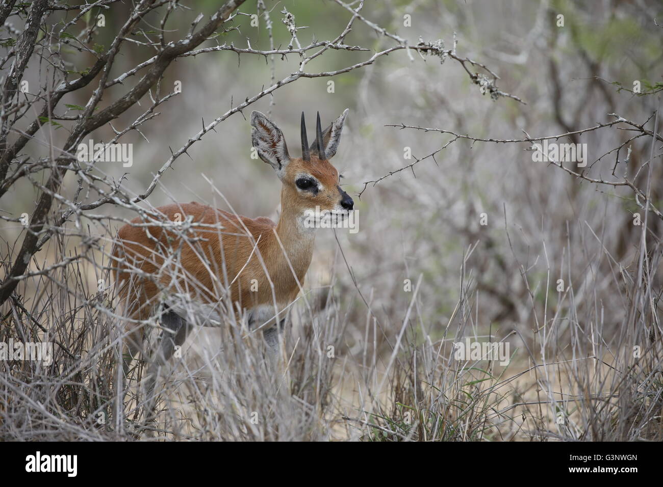 Duiker hi-res stock photography and images - Alamy