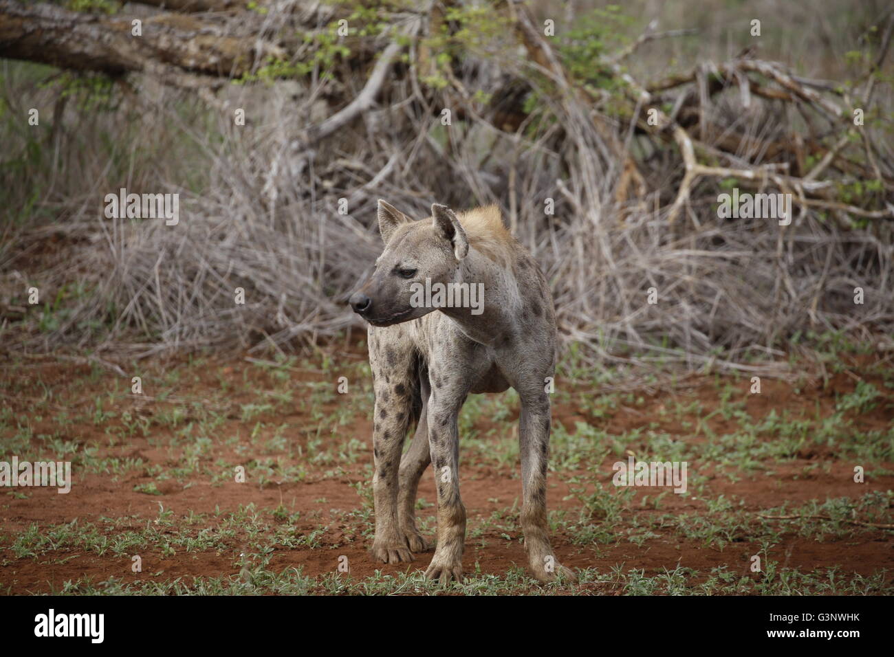 A hyena in the Kruger National Park on the stalk Stock Photo - Alamy