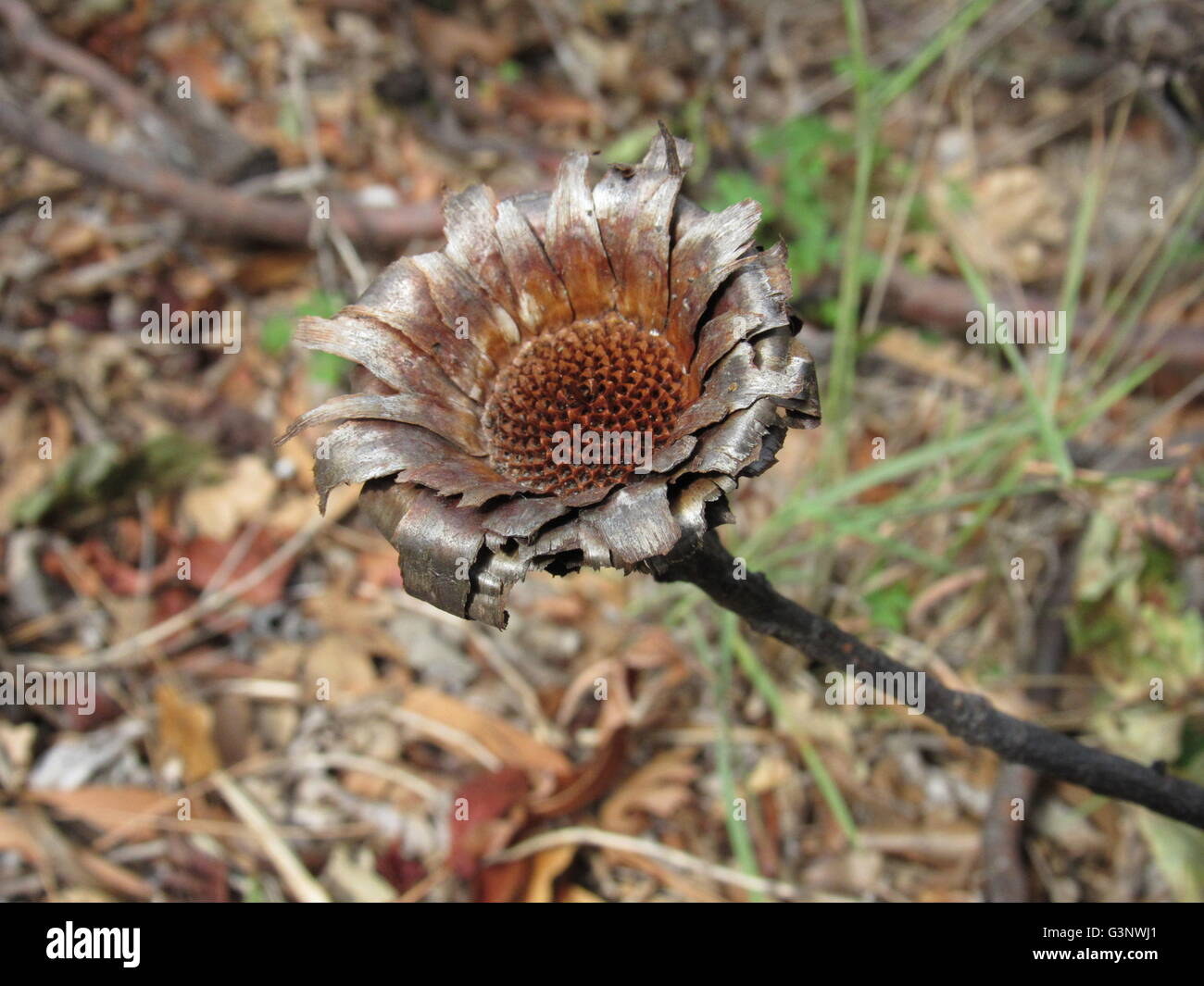 A burnt flower Stock Photo - Alamy