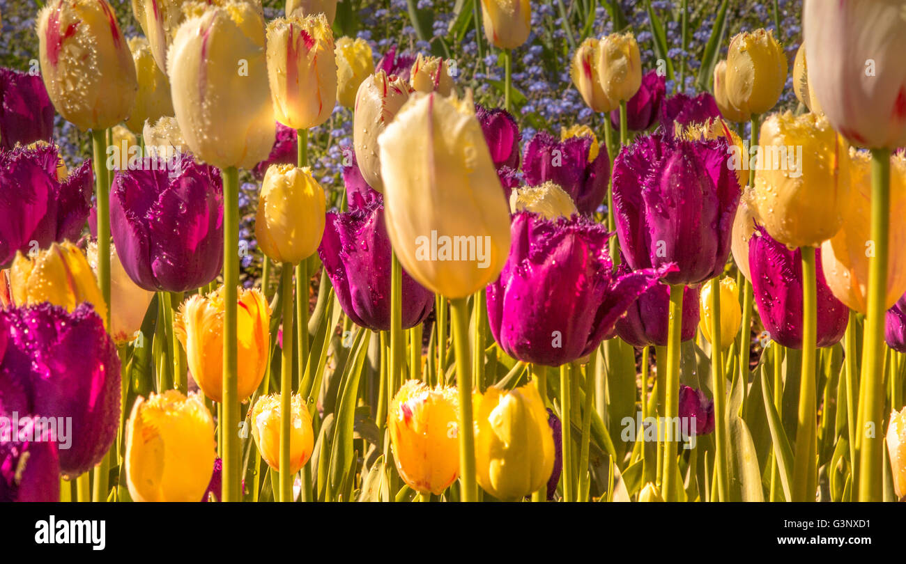 Striking spring border single late tulips Stock Photo - Alamy