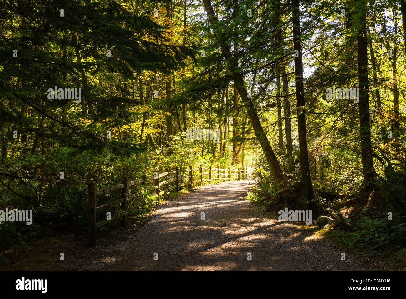 Photo of a scenic forest path in Canadian mountains Stock Photo - Alamy
