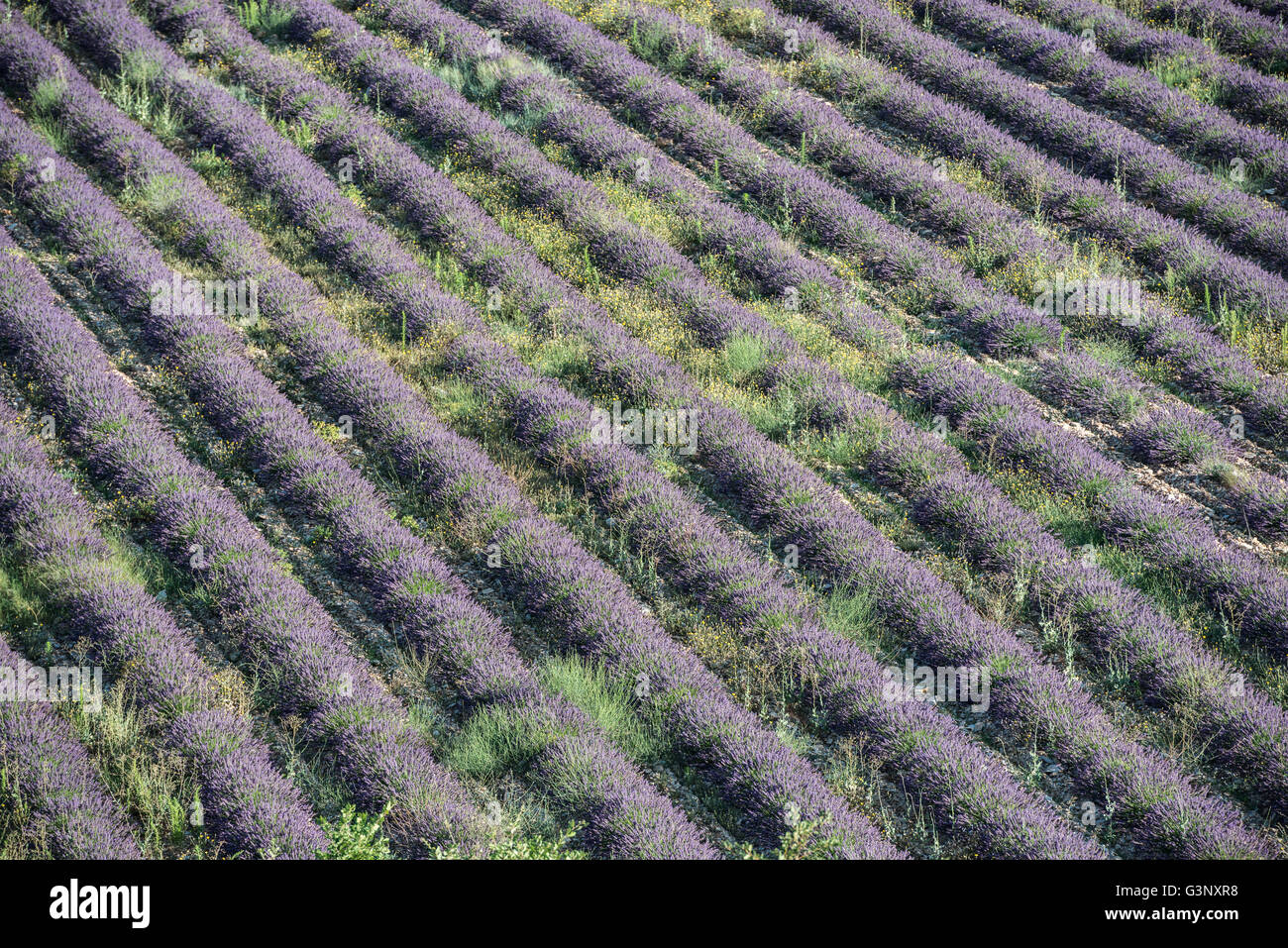 Straight rows of lavender bushes on a summer field from the birds eye ...