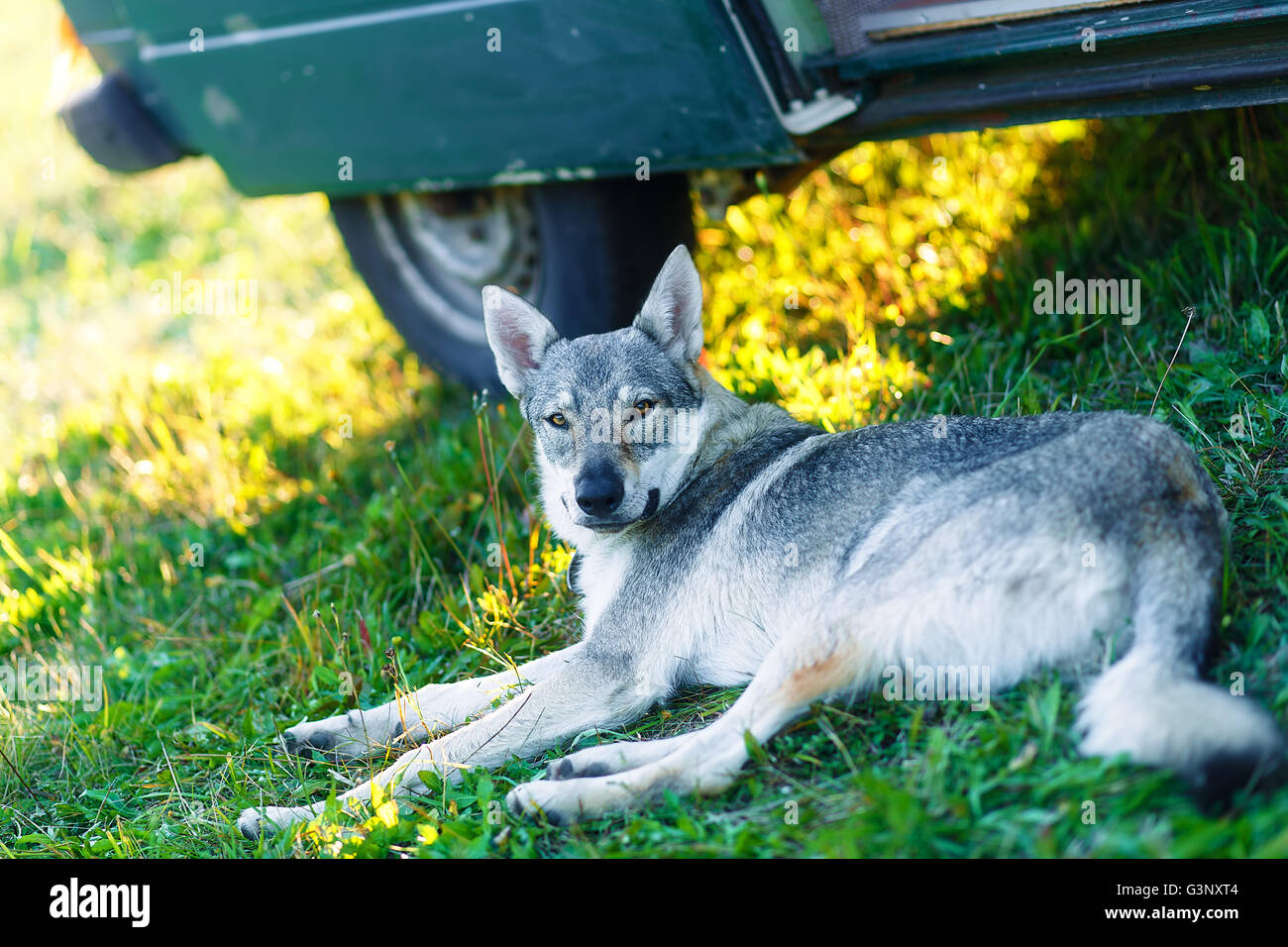 domesticated wolf dog resting relaxed on a meadow in shadow of caravan ...
