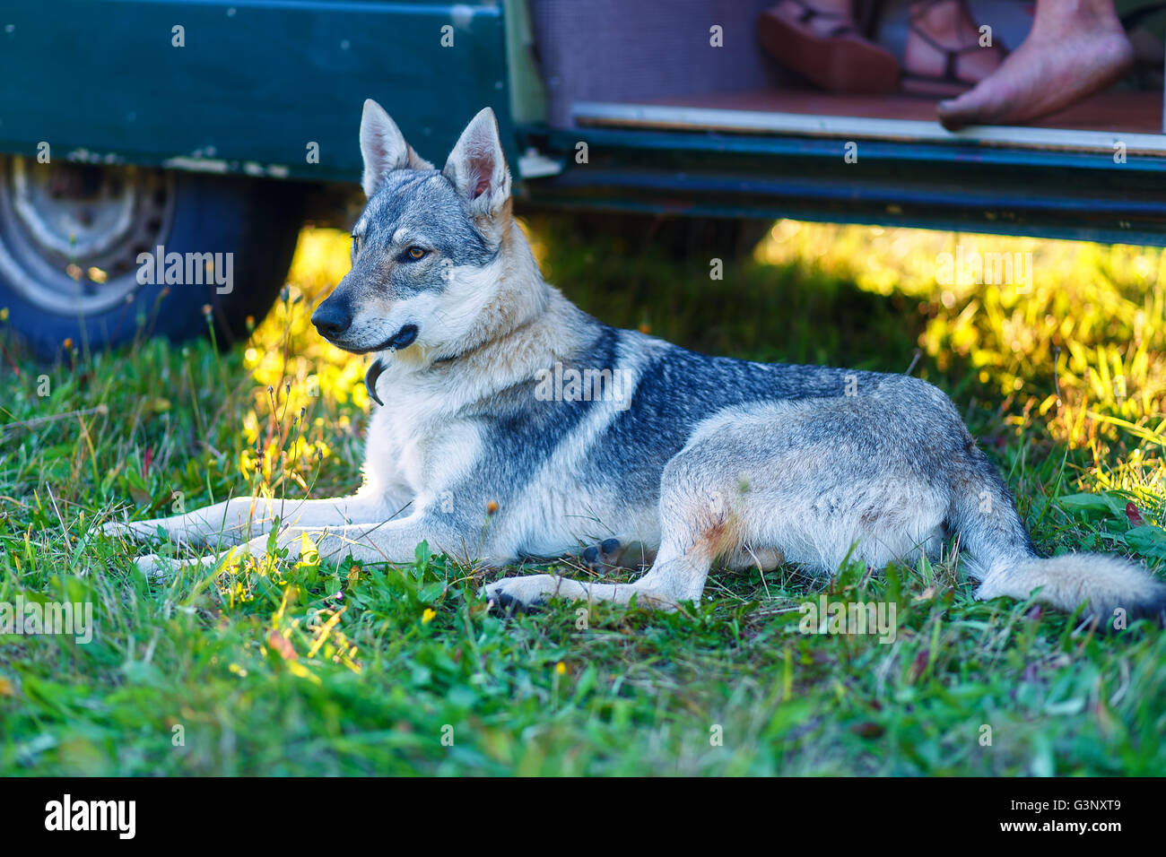 domesticated wolf dog resting relaxed on a meadow in shadow of caravan ...