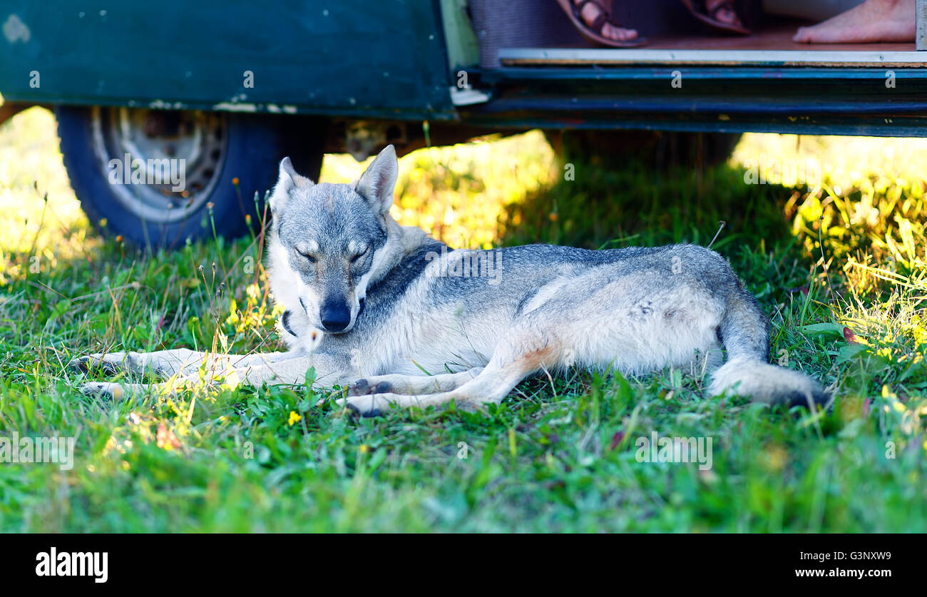 domesticated wolf dog resting relaxed on a meadow in shadow of caravan ...