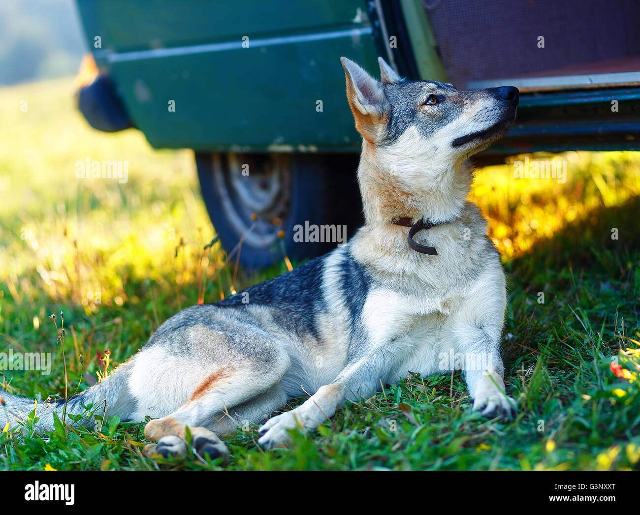 domesticated wolf dog resting relaxed on a meadow in shadow of caravan ...