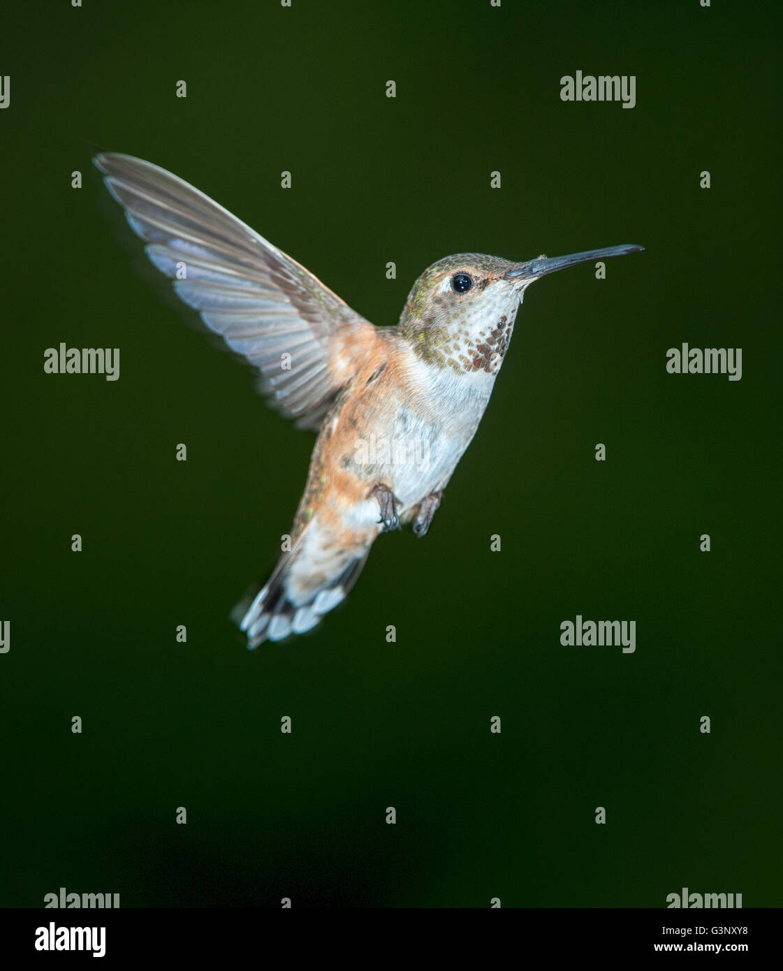 In flight fly flying aloft hi-res stock photography and images - Alamy