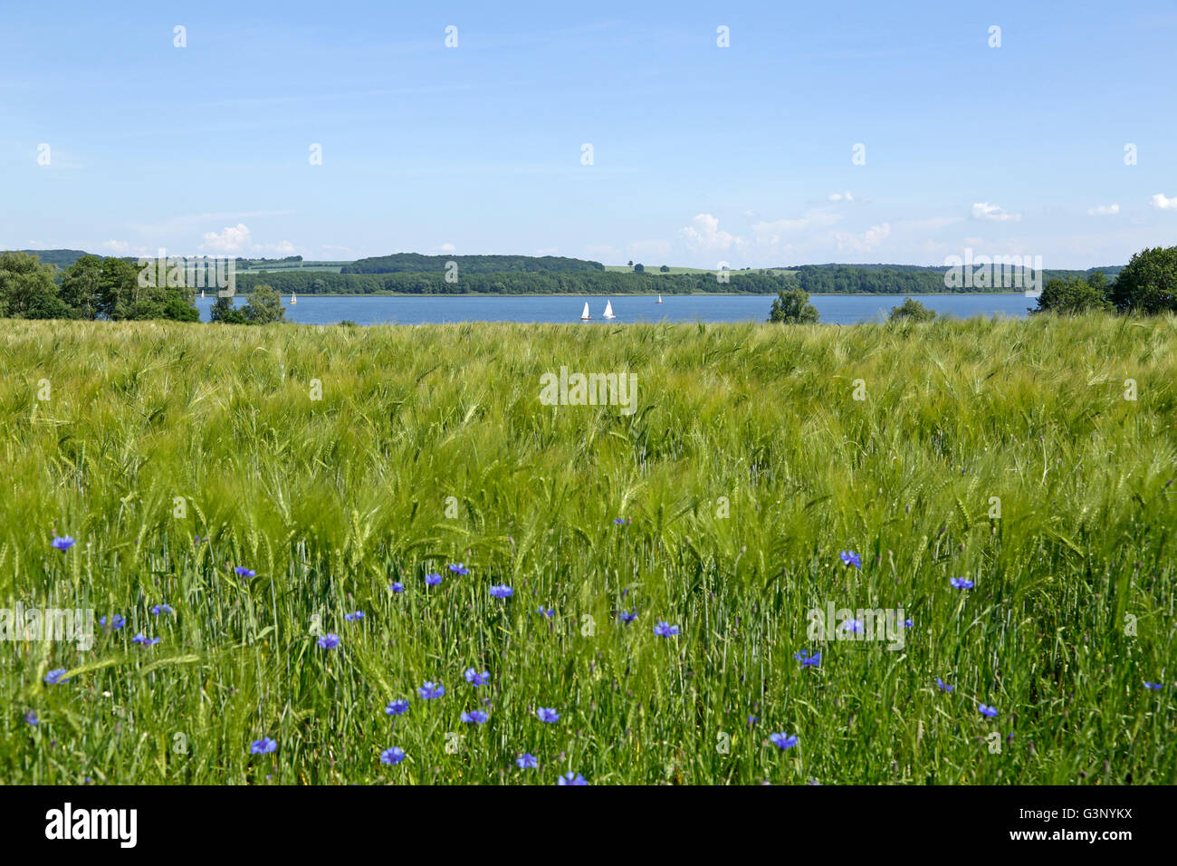 Lake Ratzeburg, Gross Sarau, Schleswig-Holstein, Germany Stock Photo ...