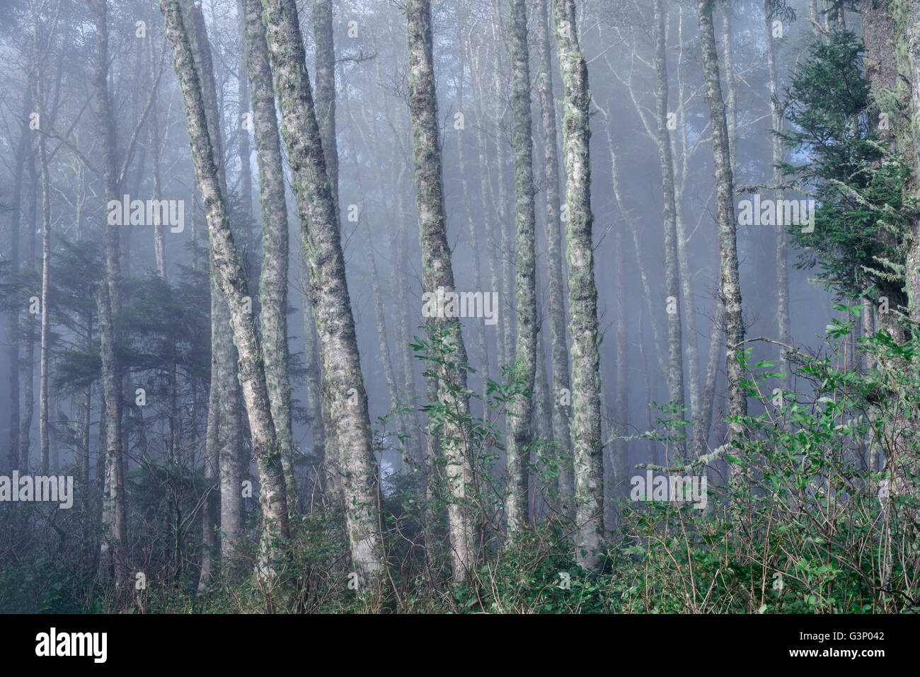 USA, Oregon, Siuslaw National Forest. Cape Perpetua Scenic Area, Grove ...