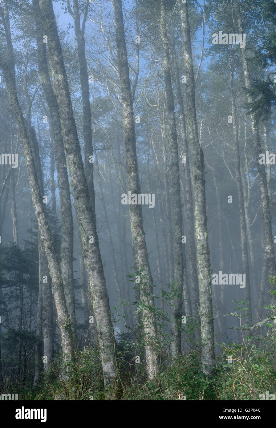 Alder grove hi-res stock photography and images - Alamy