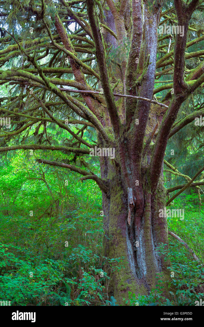 Sitka spruce tree hi-res stock photography and images - Alamy