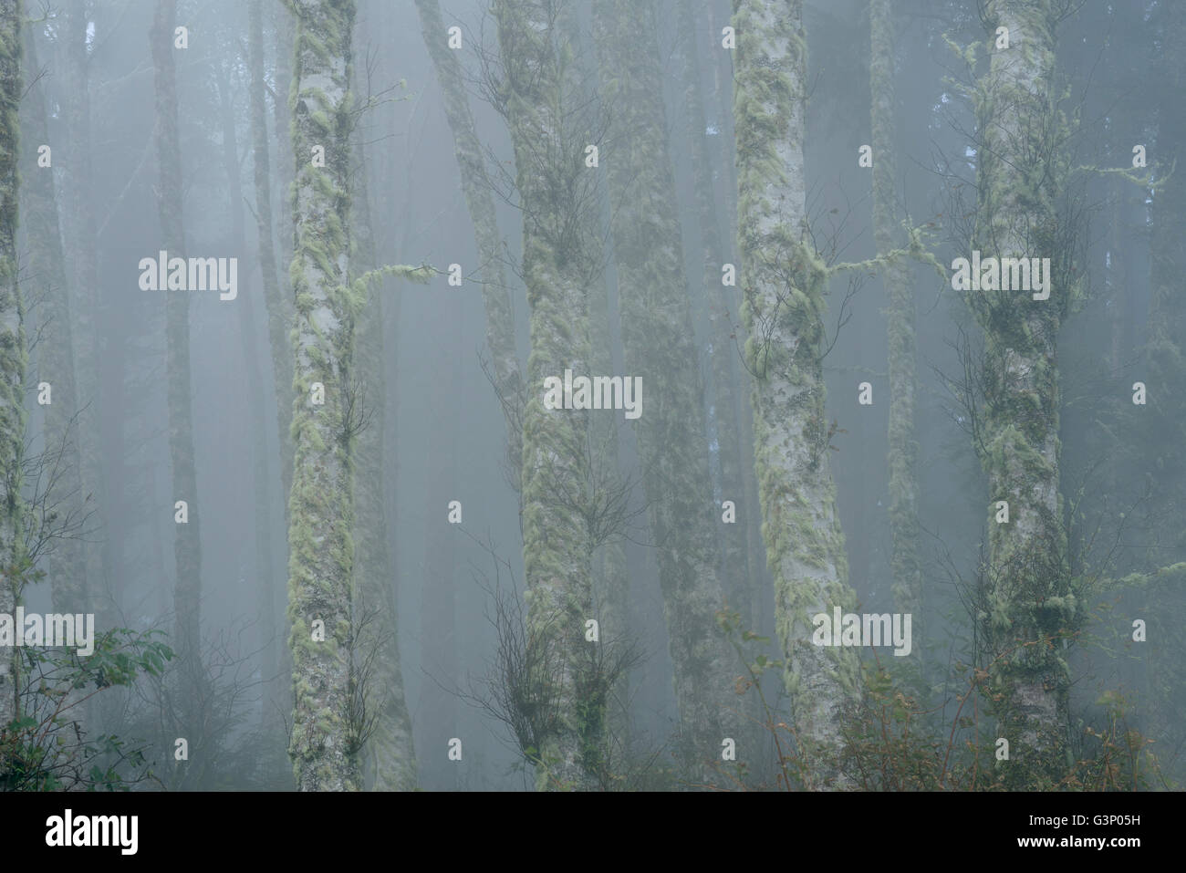 Red alder grove hi-res stock photography and images - Alamy