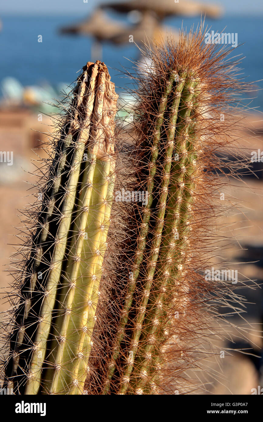 Two cactus hi-res stock photography and images - Alamy