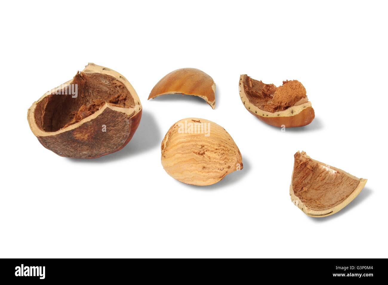 Hazelnut with broken shell Stock Photo - Alamy