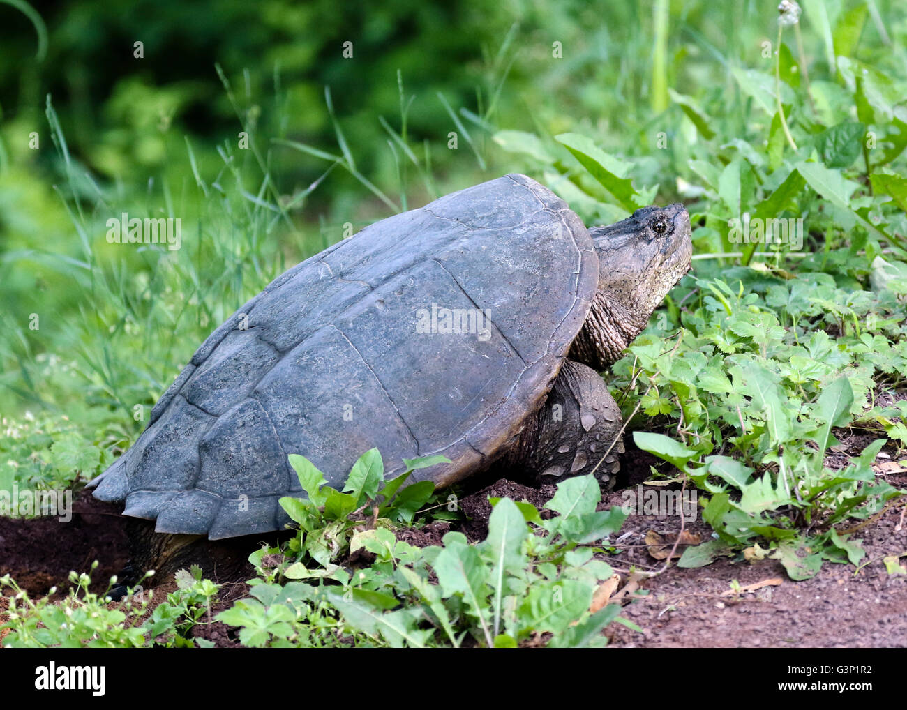 common snapping turtle Chelydra serpentina female on her nest Stock ...