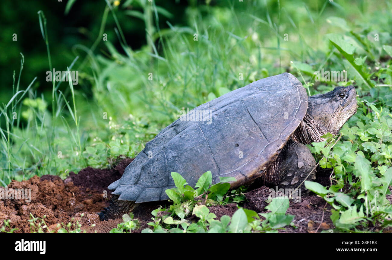 common snapping turtle Chelydra serpentina female on her nest Stock ...