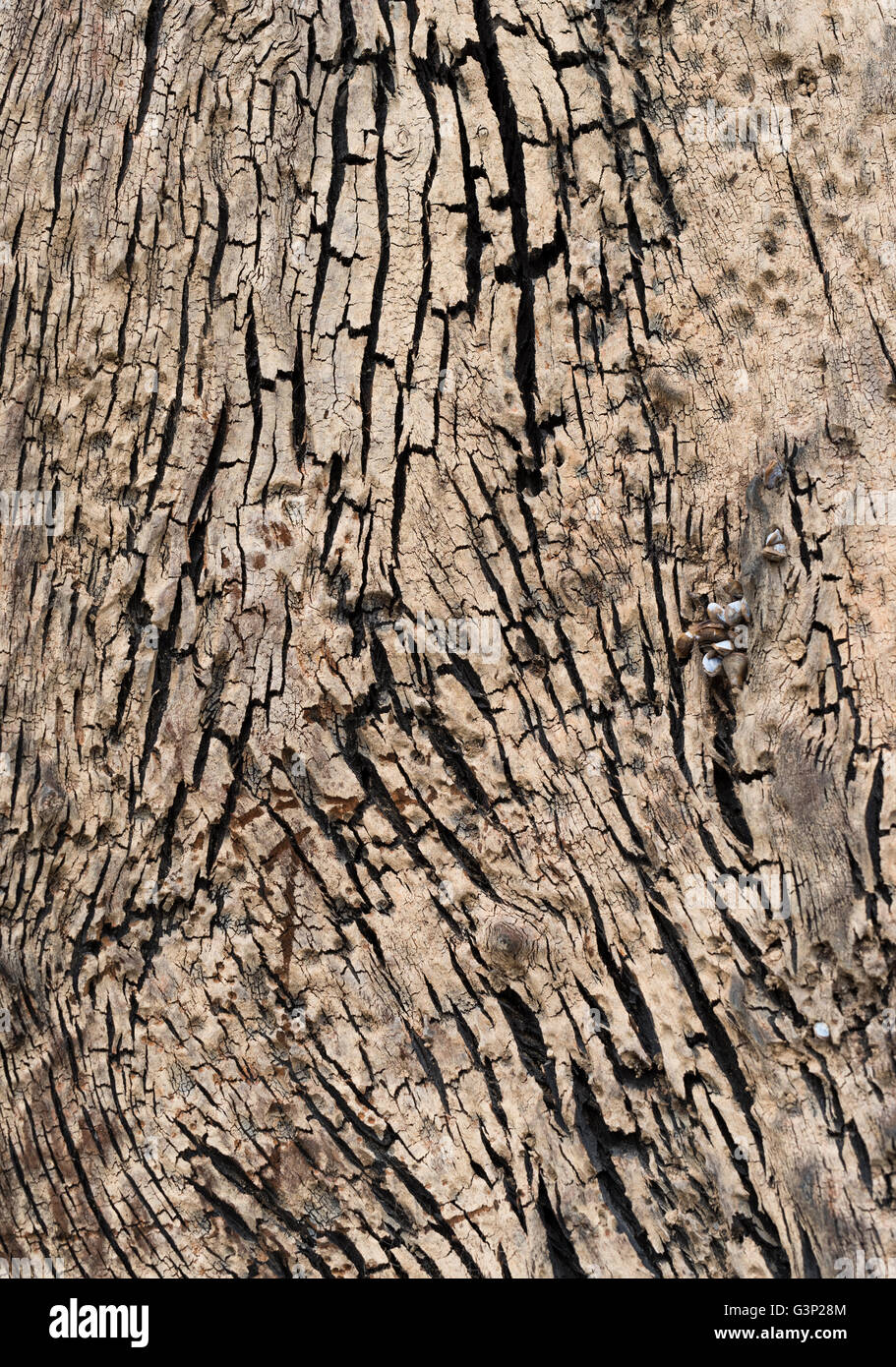 tree wood textures Stock Photo - Alamy