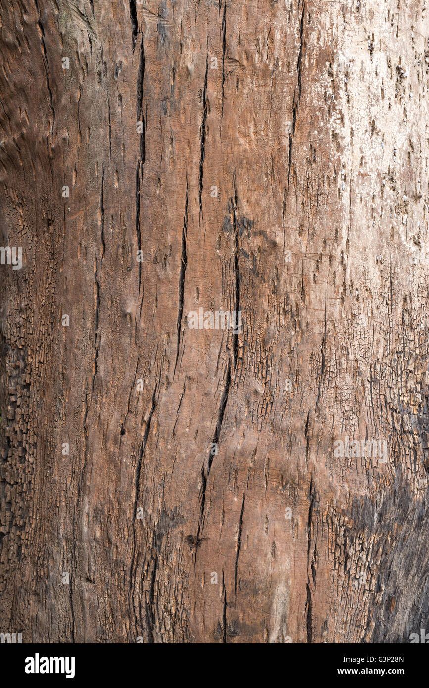 tree wood textures Stock Photo - Alamy