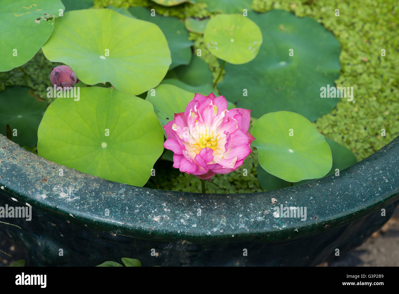 blooming lotus flower Stock Photo - Alamy