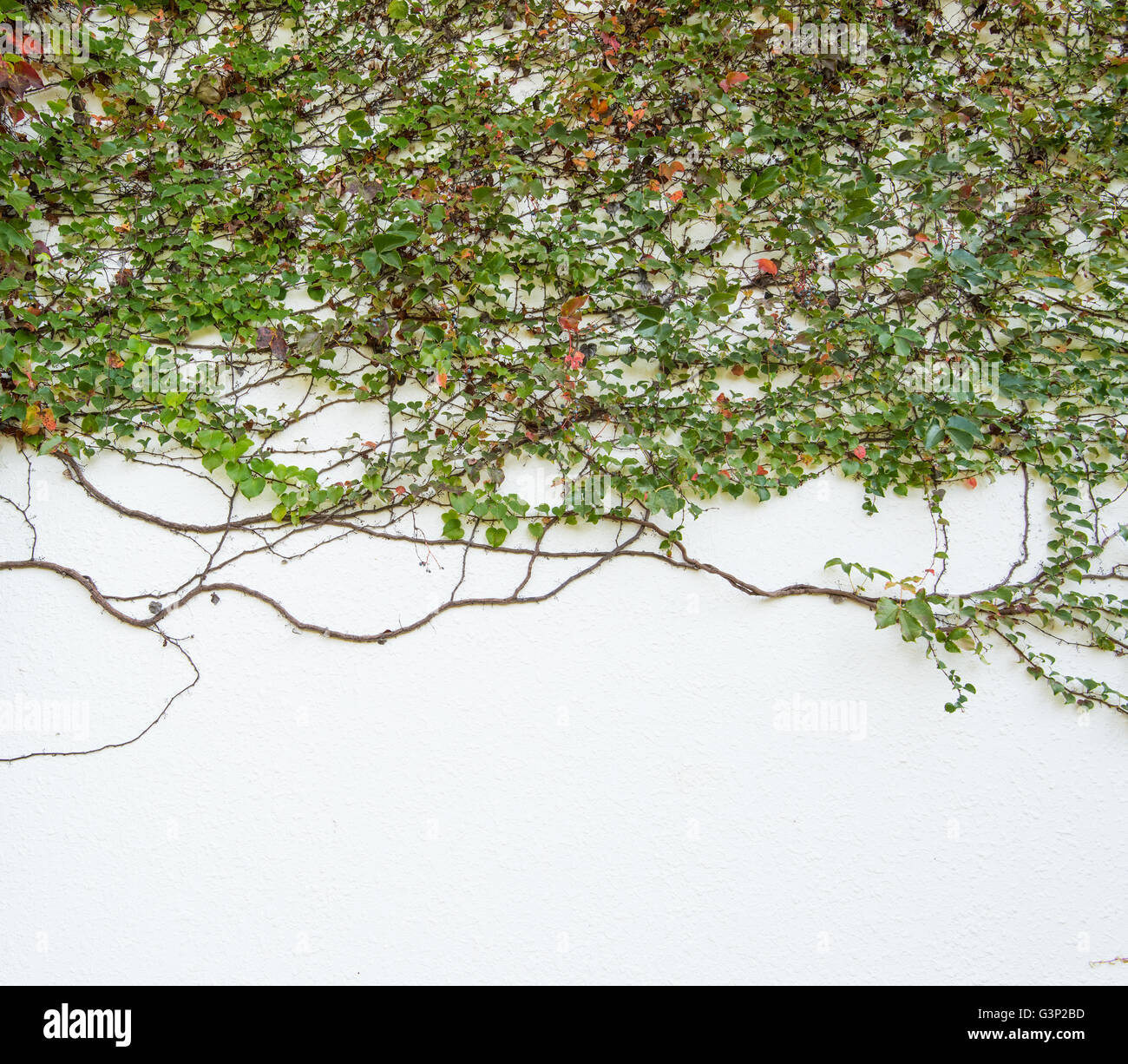 ivy leaves isolated on a white background Stock Photo - Alamy