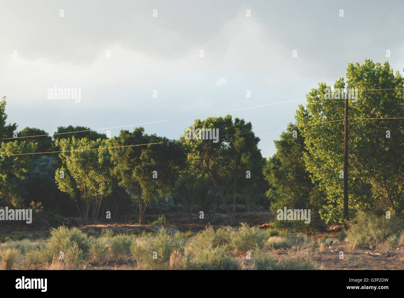 Trees of new mexico hi-res stock photography and images - Alamy