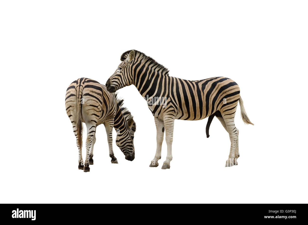 African plains zebra on the dry brown savannah grasslands browsing and ...