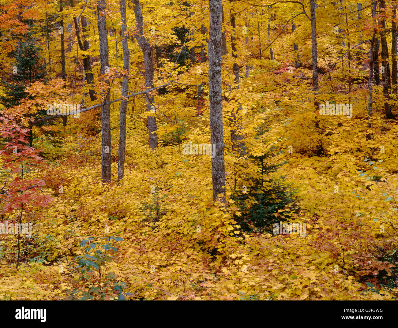 USA, Michigan, Keweenaw Peninsula, Autumn color of sugar maple ...