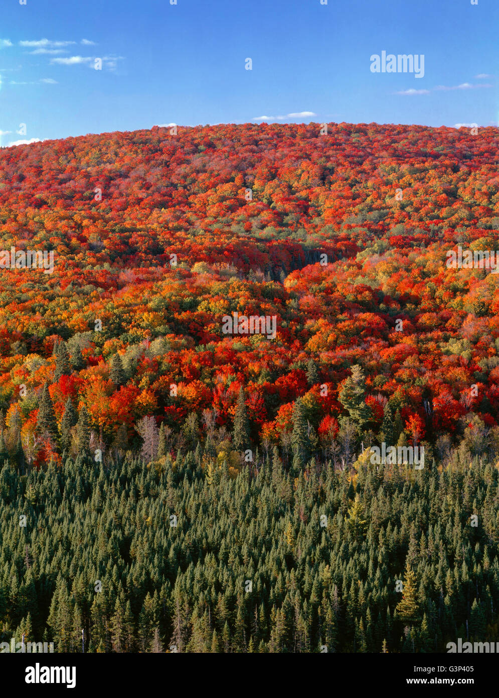 USA, Minnesota, Superior National Forest, Northern hardwood forest ...