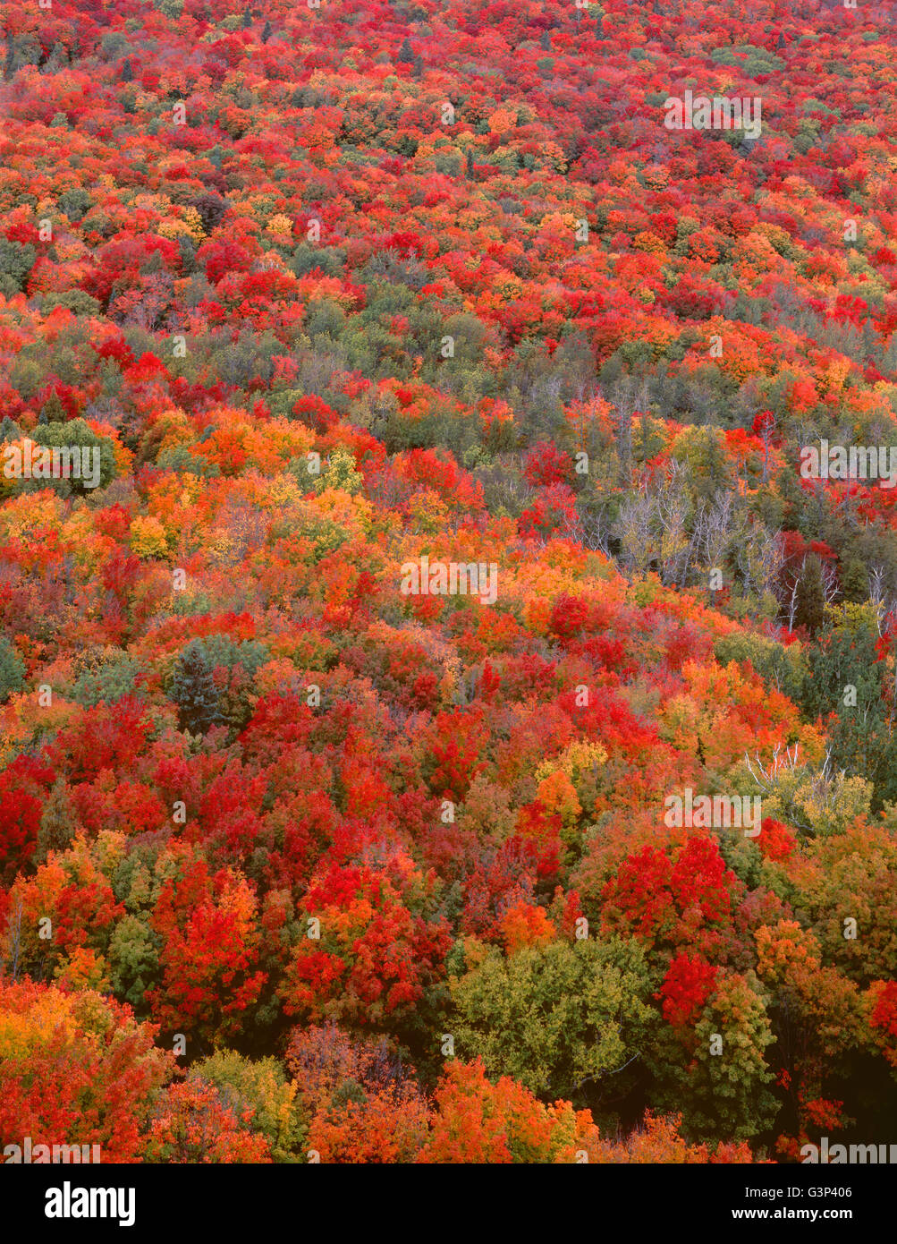 USA, Minnesota, Superior National Forest, Autumn colored northern ...