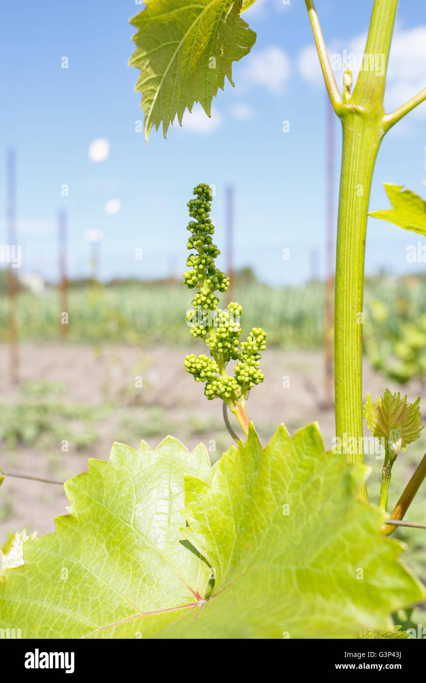 Vine sprout with young bunch of grapes. Growing grapes on grapevine ...