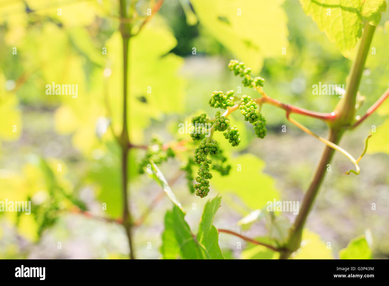 Vine sprout with young bunch of grapes. Growing grapes on grapevine ...