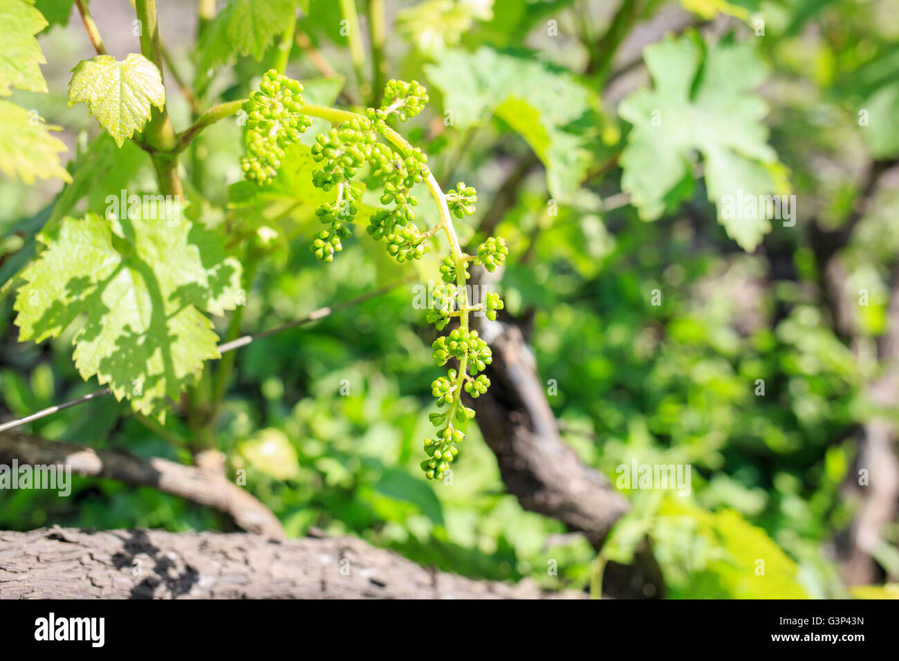 Growing grapes on vine at the vineyard. Agricultural gardening ...