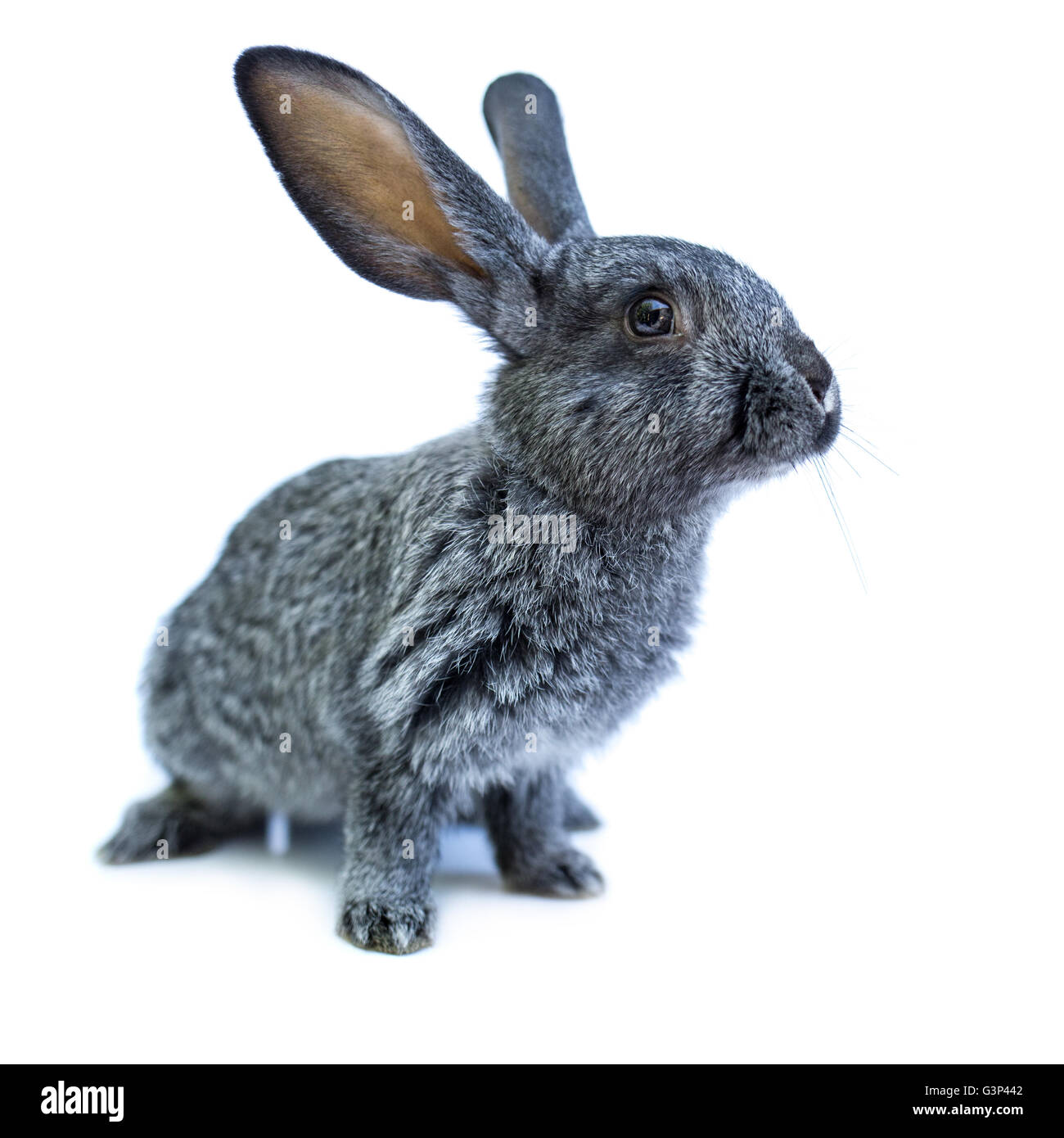 Young adorable european grey rabbit on white background. Cute bunny ...