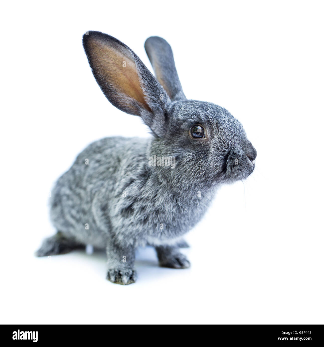 Young adorable european grey rabbit on white background. Cute bunny ...