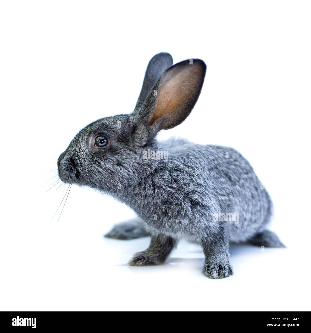 Young adorable european grey rabbit on white background. Cute bunny ...