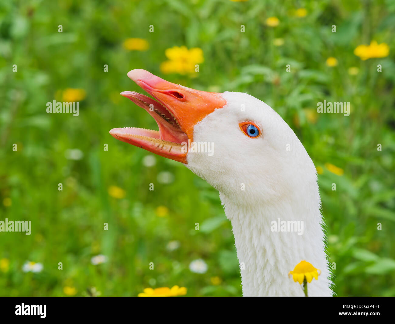 portrait of a white geese screaming with beak open and tongue out Stock ...