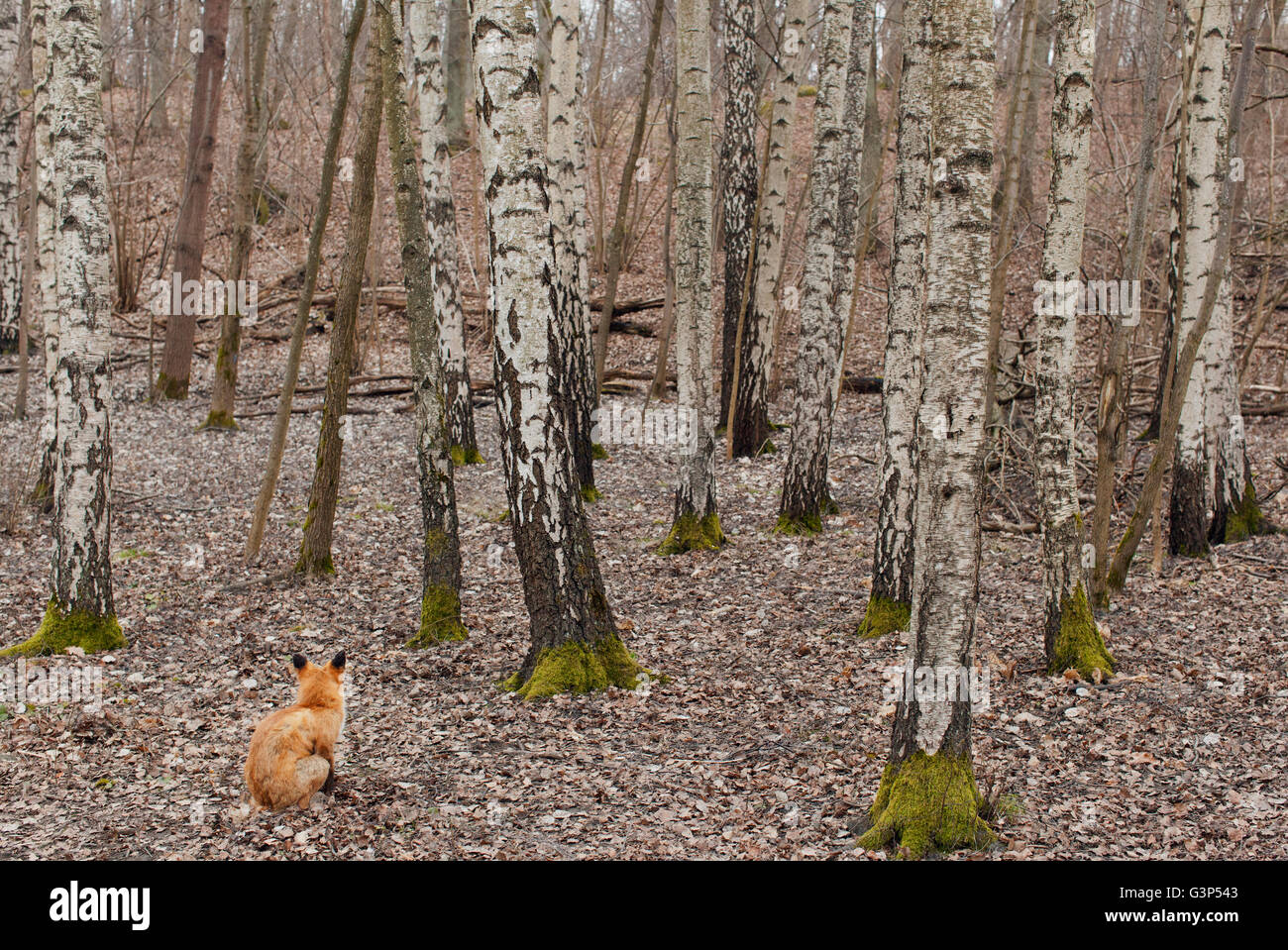 Sweden forest wildlife hi-res stock photography and images - Alamy