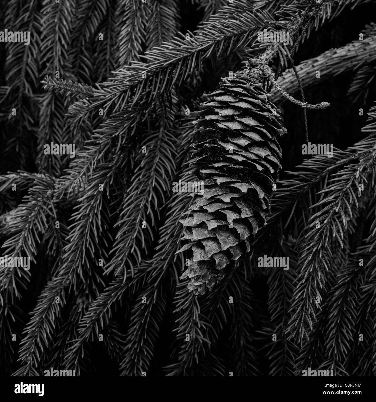 No fir tree hi-res stock photography and images - Alamy