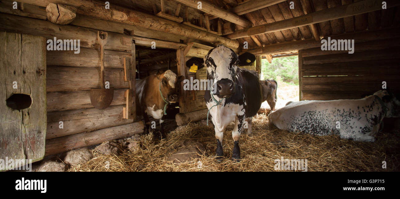 Swedish mountain hi-res stock photography and images - Alamy