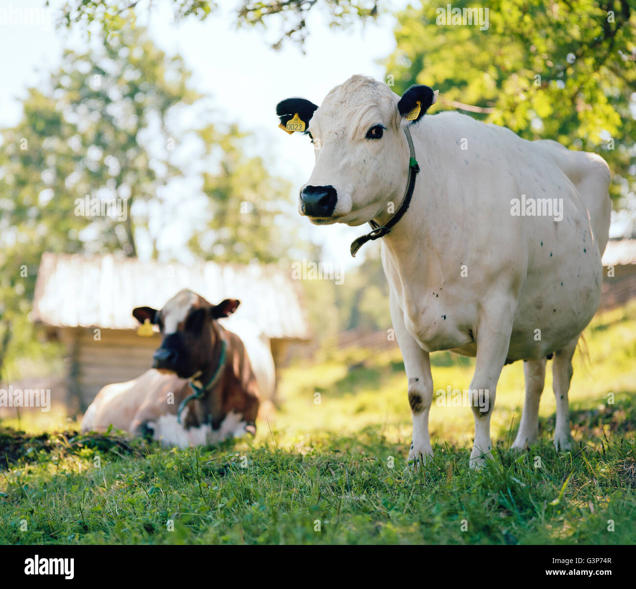 Swedish mountain cattle hi-res stock photography and images - Alamy