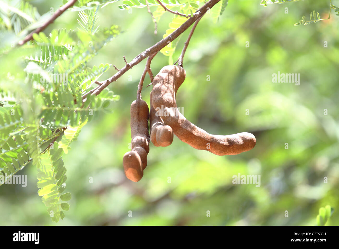 Tamarind hi-res stock photography and images - Alamy
