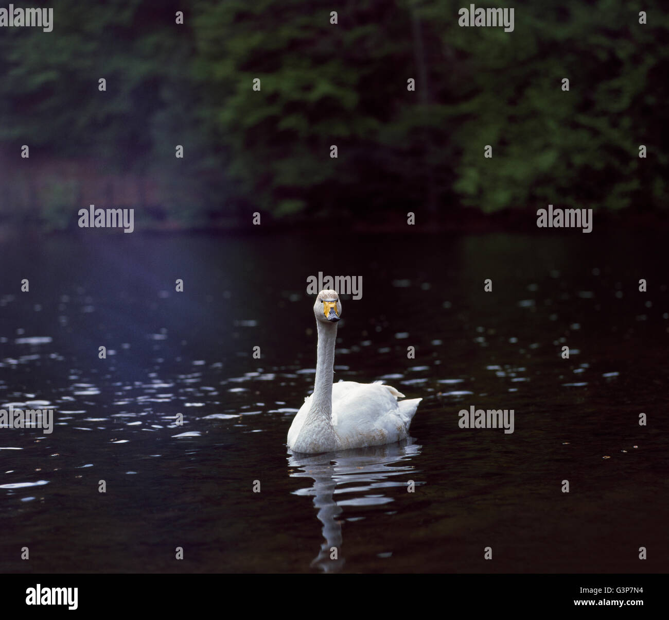Sweden, Skane, Soderasen National park, Swan (Cygnus cygnus) in water ...