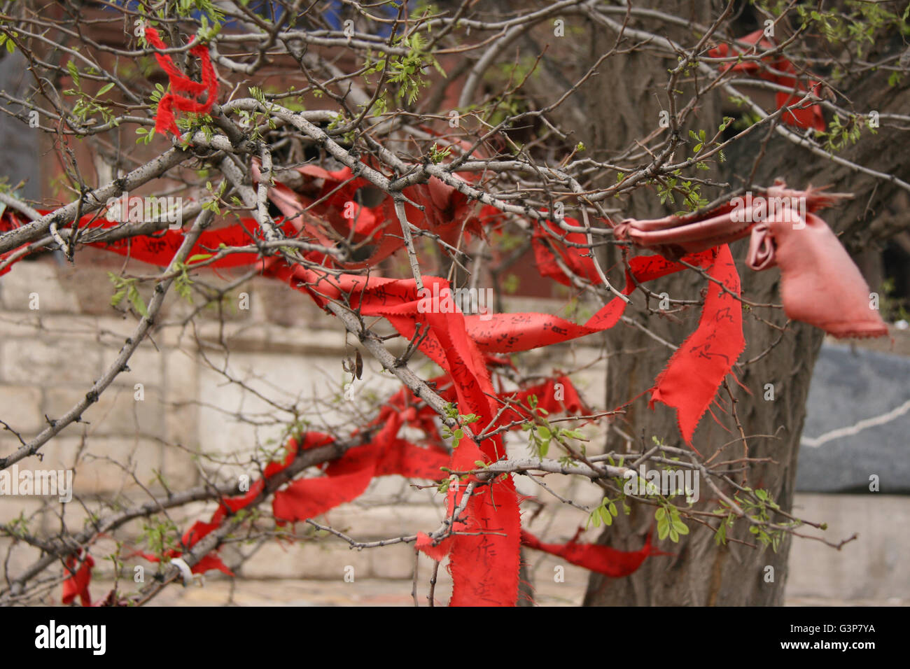 Red ribbons hung in a tree in the Fogong temple in Yingxian (China ...