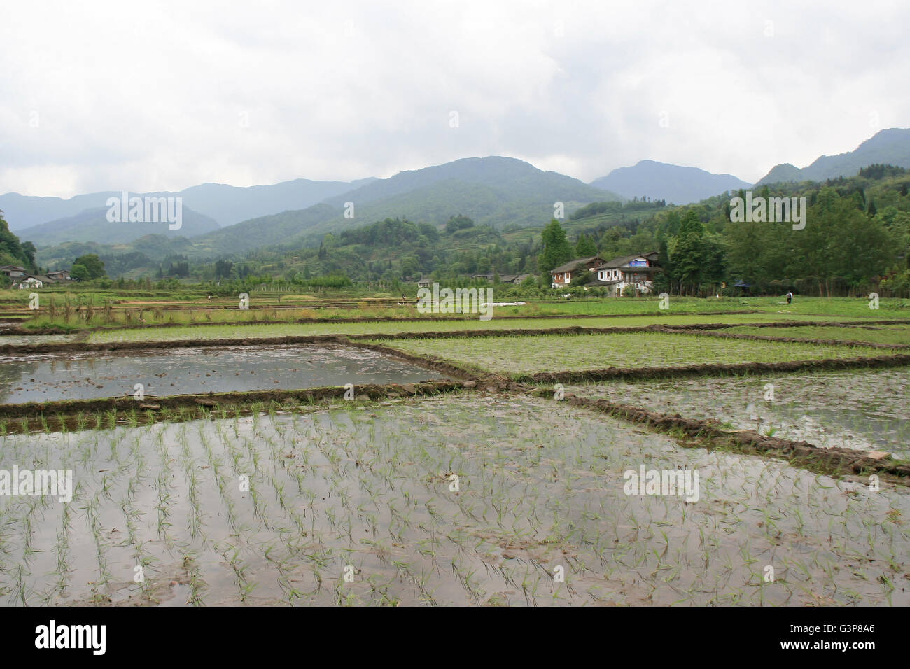 Rice fields in the countryside of Sichuan (China Stock Photo - Alamy