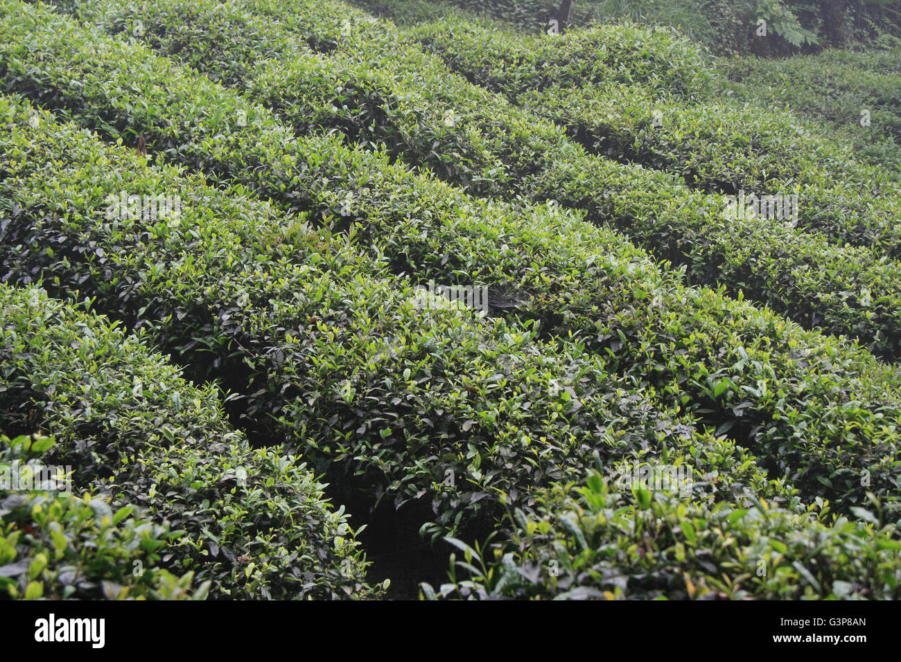 Tea plants field in Sichuan (China Stock Photo - Alamy