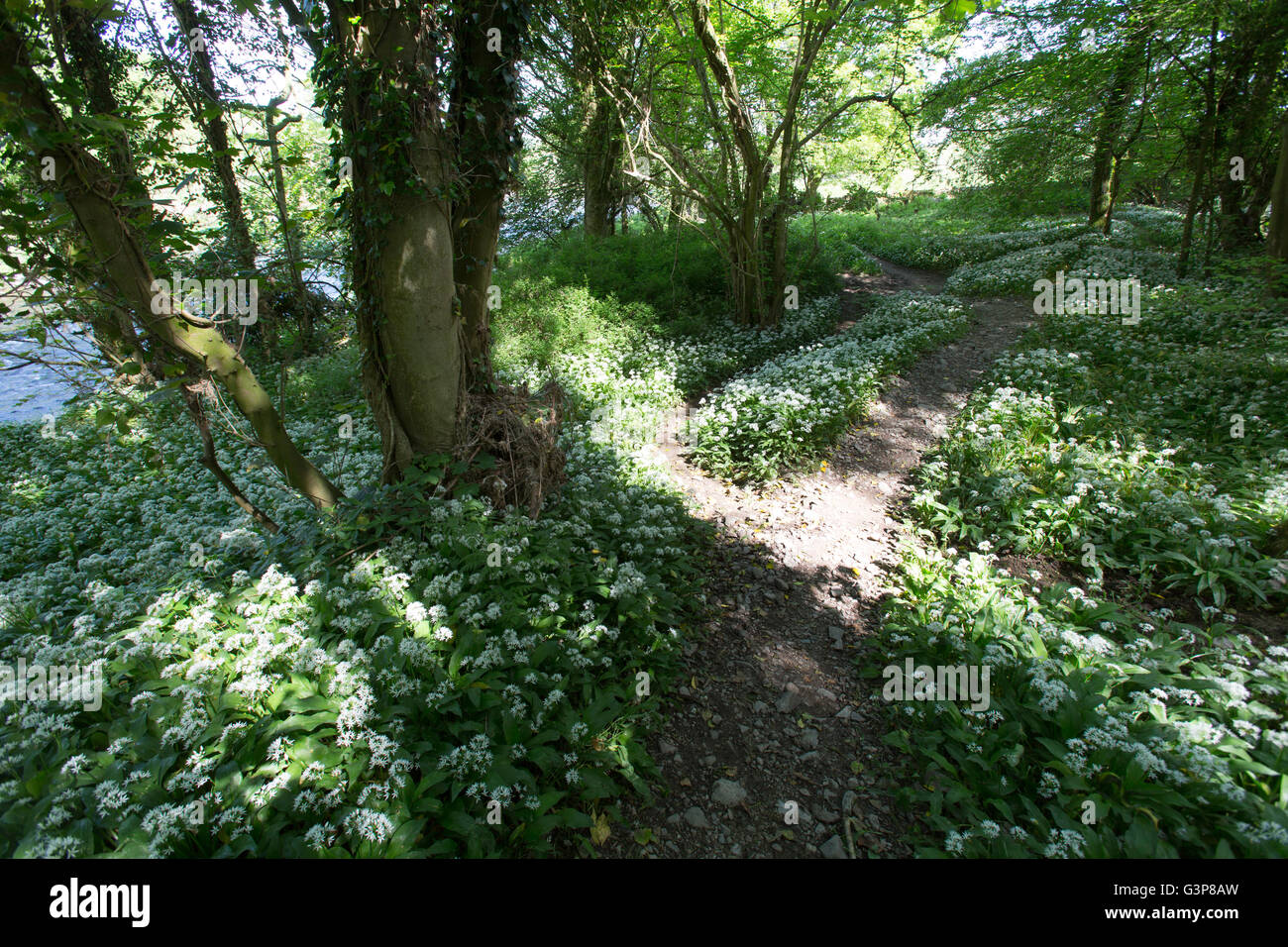 River wild garlic england hi-res stock photography and images - Alamy