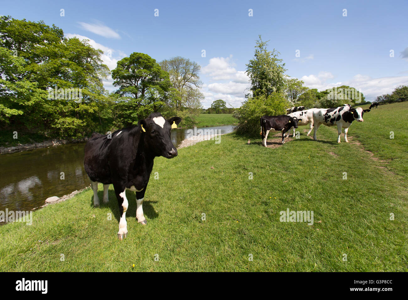 River Kent, England. Cows grazing alongside the River Kent, on the ...