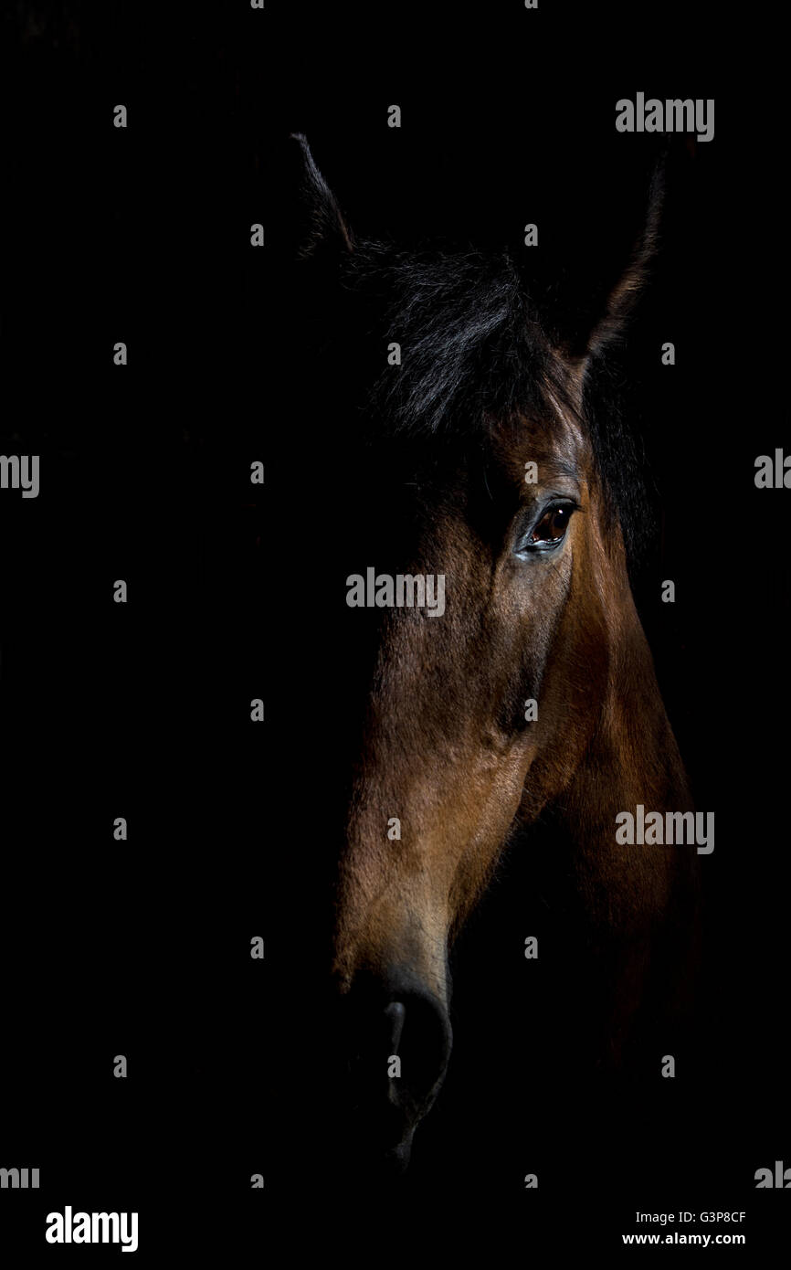 Equestrian horse portraits hi-res stock photography and images - Alamy
