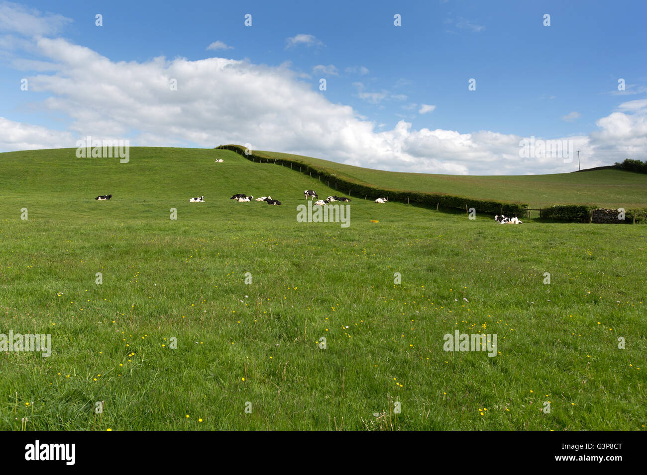 River Kent, England. Picturesque view of cows grazing in a field ...