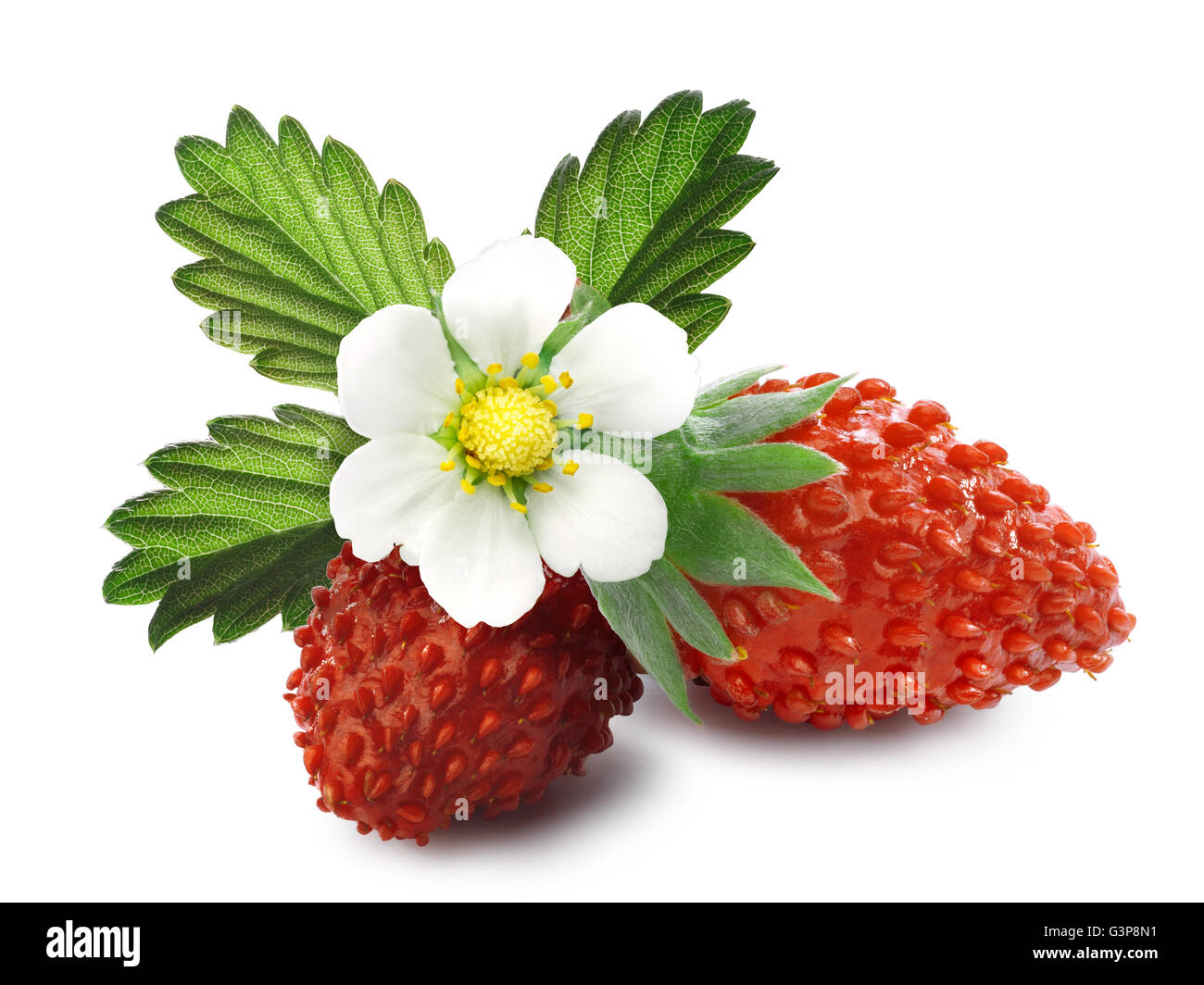 Woodland strawberry (Fragaria vesca, fraise de bois) with flower ...